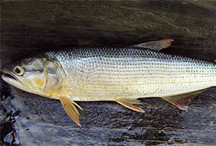 Salminus affinis | Fischlexikon