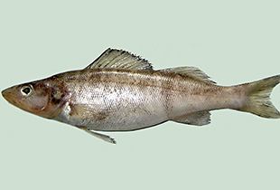 Meerzander (Sander marinus)