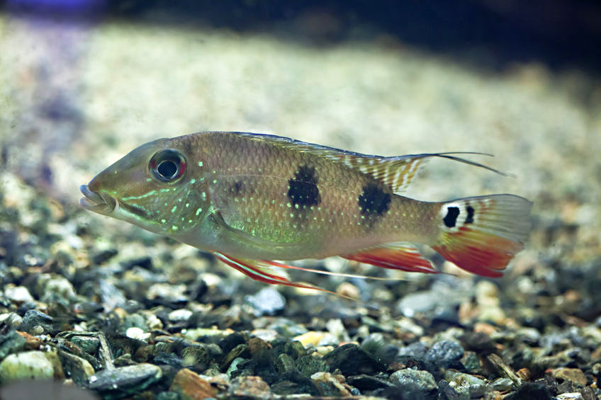 Dreifleck-Erdfresser, Dreipunkt-Teufelsangel (Satanoperca Daemon)