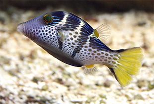 Sattel-Spitzkopfkugelfisch, Sattel-Krugfisch (Canthigaster valentini)