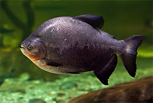 Pacu Fisch
