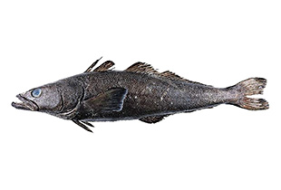 Schwarzer Seehecht (Dissostichus eleginoides)