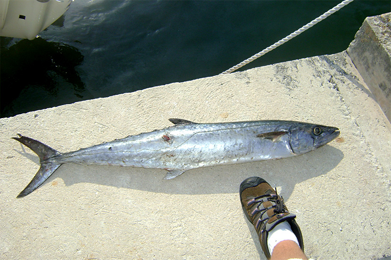 Scomberomorus cavalla