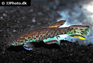 Scriptaphyosemion liberiense | Fischlexikon