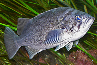 Gesamtliste aller Süß- und Salzwasserfische | Fischlexikon