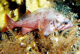 Sebastes polyspinis