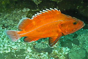 Sebastes ruberrimus