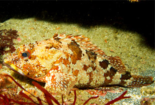 Sebastiscus marmoratus | Fischlexikon