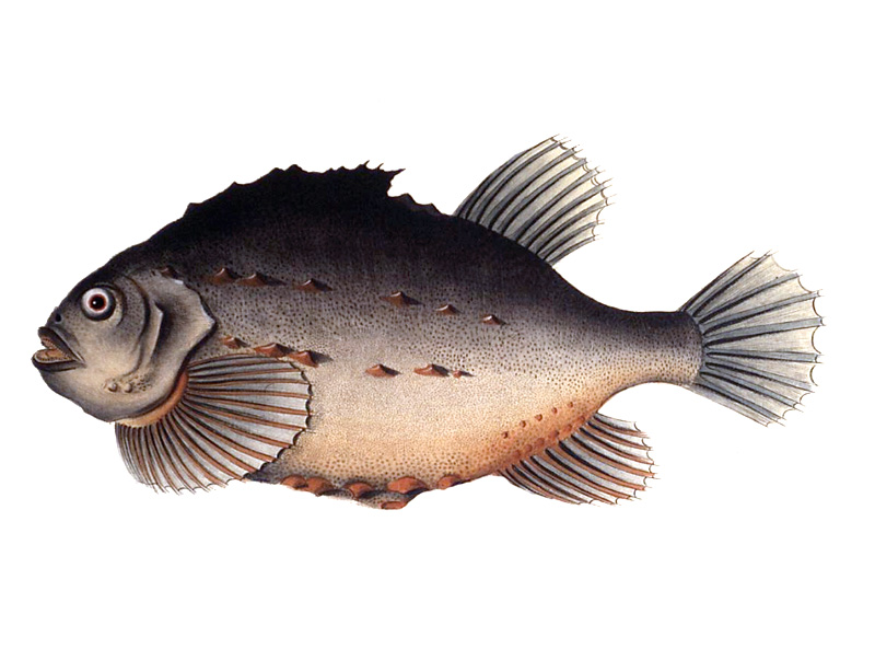 Seehase (Cyclopterus lumpus) | Fischlexikon