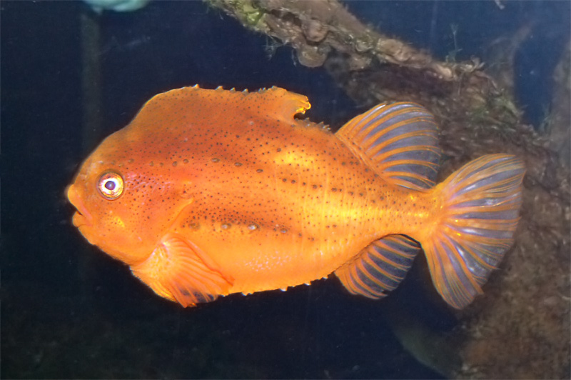 Seehase (Cyclopterus lumpus) | Fischlexikon