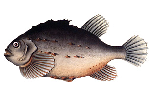 Seehase (Cyclopterus lumpus) | Fischlexikon