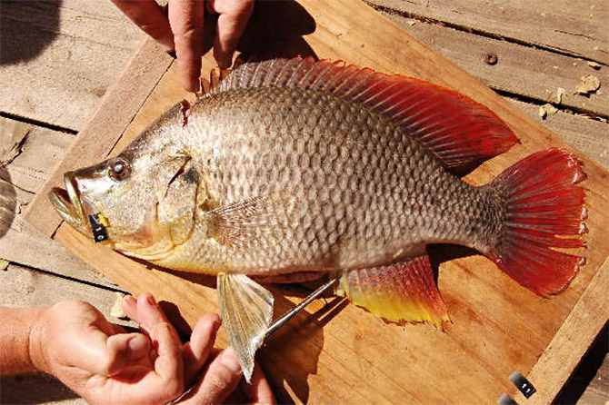 Serranochromis altus