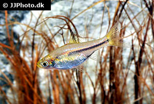 Siamesischer Zwergbärbling (Trigonostigma somphongsi)