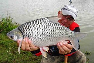 Silberbarbe (Barbonymus gonionotus)