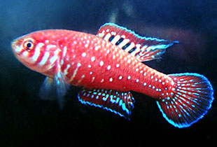 Simpsonichthys boitonei | Fischlexikon
