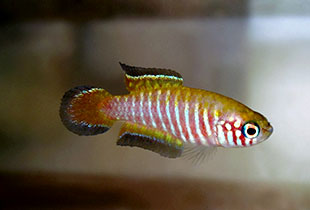 Simpsonichthys parallelus