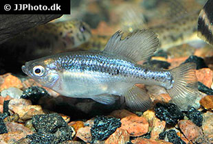 Vielpunkt-Hochlandkärpfling (Skiffia multipunctata)