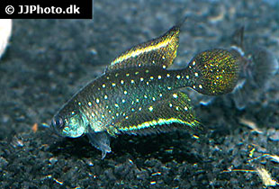 Spectrolebias chacoensis | Fischlexikon