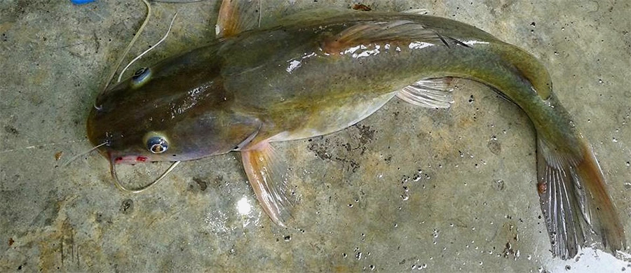 Sperata aor | Fischlexikon