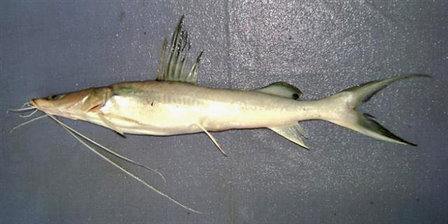 Sperata seenghala | Fischlexikon