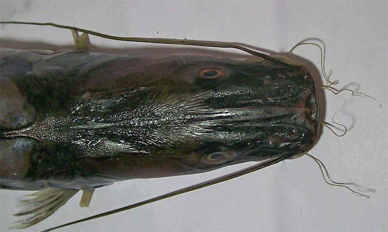 Sperata seenghala | Fischlexikon