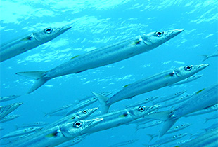 Brustfleck-Barrakuda (Sphyraena forsteri) | Fischlexikon