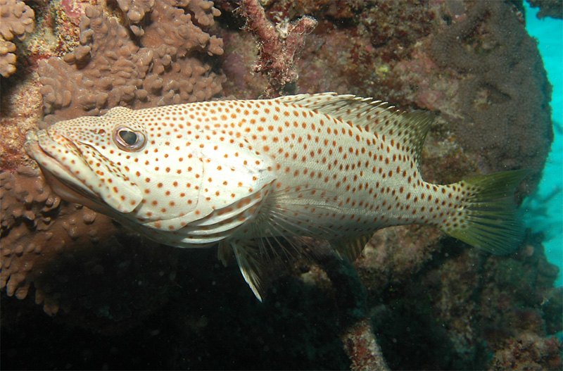 Spitzkopf-Zackenbarsch (Epinephelus leucogrammicus)