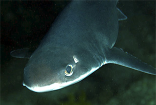 Kleinspitzen-Dornhai (Squalus mitsukurii)