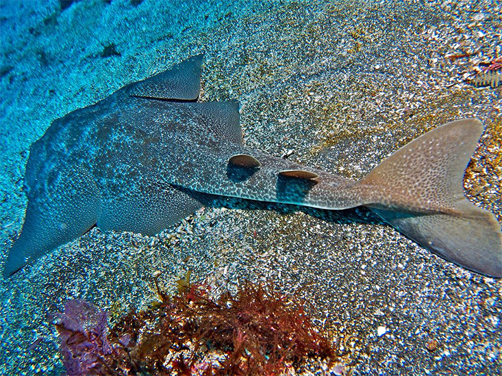Japanischer Engelhai (Squatina japonica)