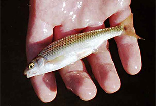 Südeuropäische Plötze (Sarmarutilus rubilio)