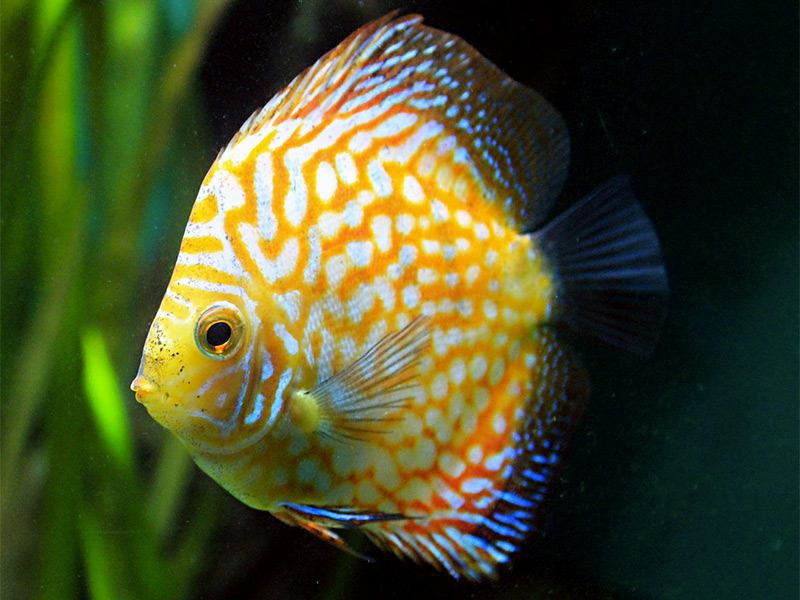 Blauer Diskus (Symphysodon haraldi)