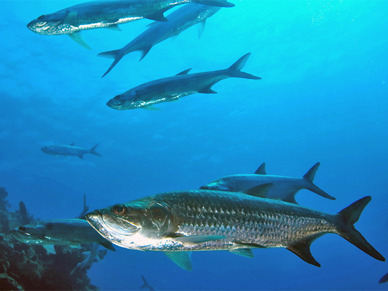 Atlantischer Tarpun (Megalops atlanticus) | Fischlexikon