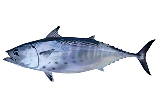 Thonine (Euthynnus alletteratus)