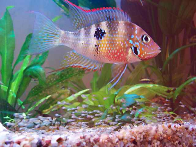 Elliots Buntbarsch (Thorichthys ellioti)