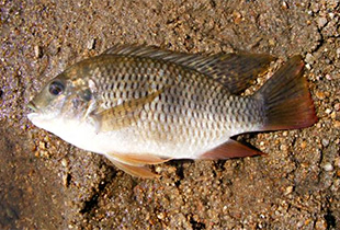 Gesamtliste aller Süß- und Salzwasserfische | Fischlexikon