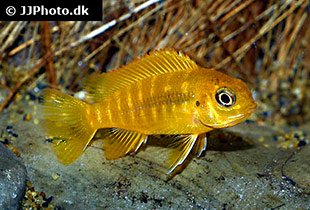 Tropheops sp. chilumba