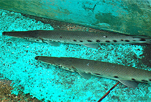 Tropischer Knochenhecht (Atractosteus tropicus)