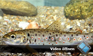 Bachforelle, Flussforelle (Salmo trutta fario) | Fischlexikon