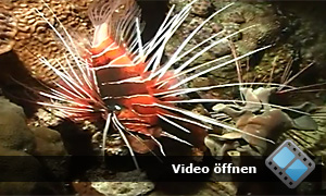 Antennen-Feuerfisch (Pterois antennata) | Fischlexikon