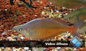 Gestreifter Regenbogenfisch (Chilatherina fasciata)