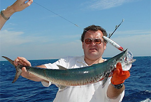 Wahoo (Acanthocybium solandri)