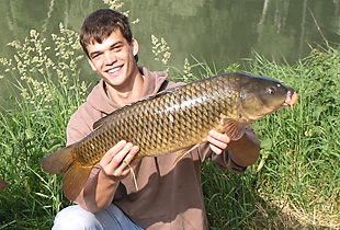 Karpfen (Wildkarpfen) (Cyprinus carpio (1)) | Fischlexikon