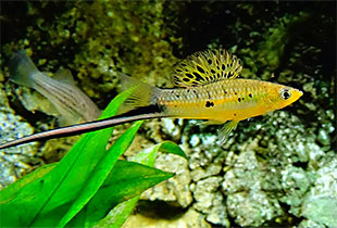 Montezuma-Schwertträger (Xiphophorus montezumae)